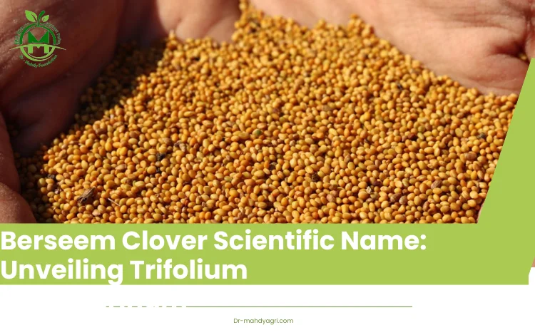 berseem clover scientific name