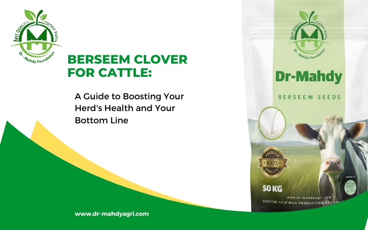 Berseem Clover for Cattle